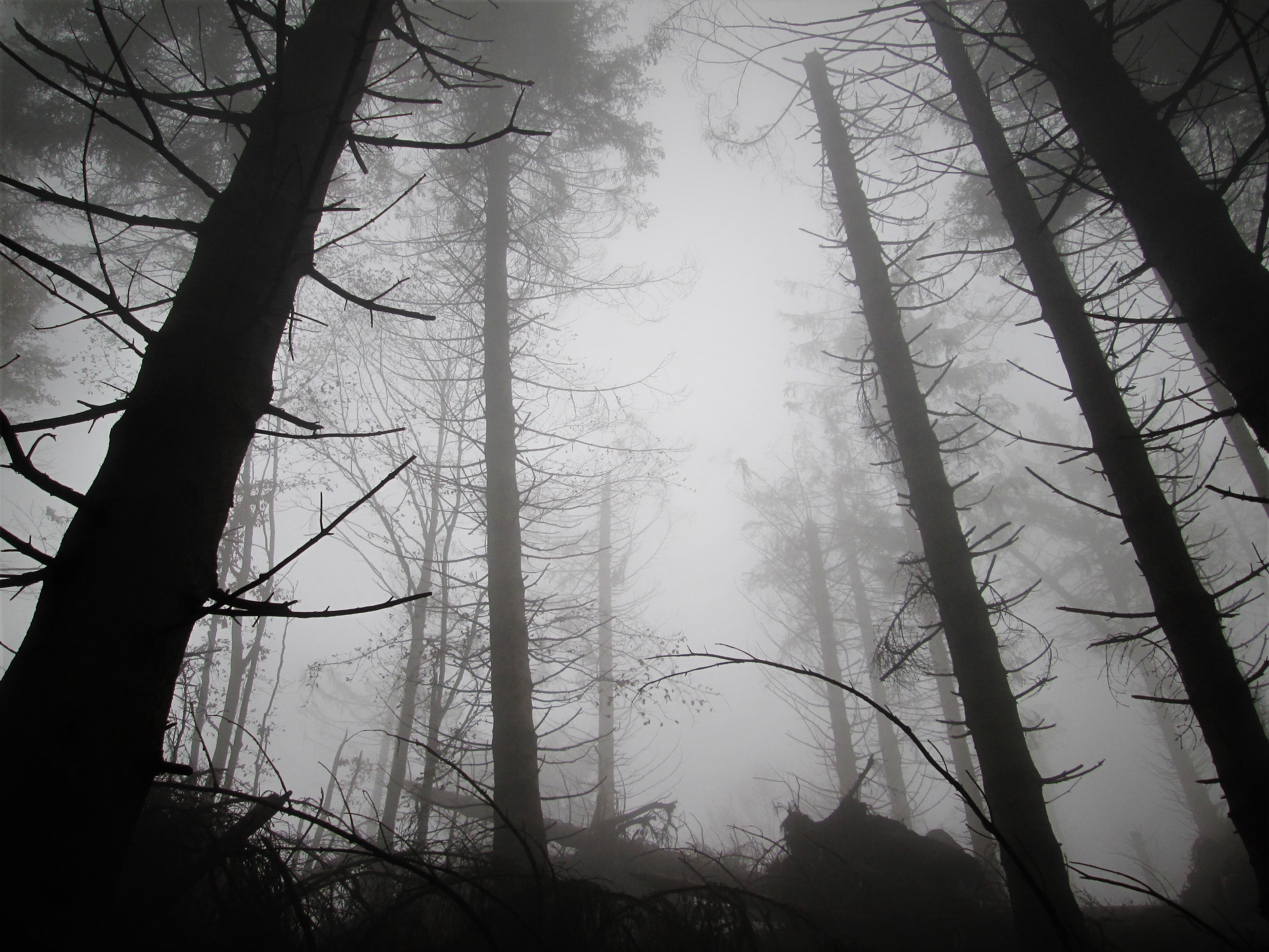 Un anno dopo Vaia. Intervista al meteorologo Thierry Robert-Luciani ...